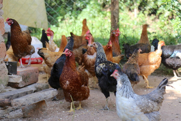 Poultry – Hope for Joy Foundation Uganda